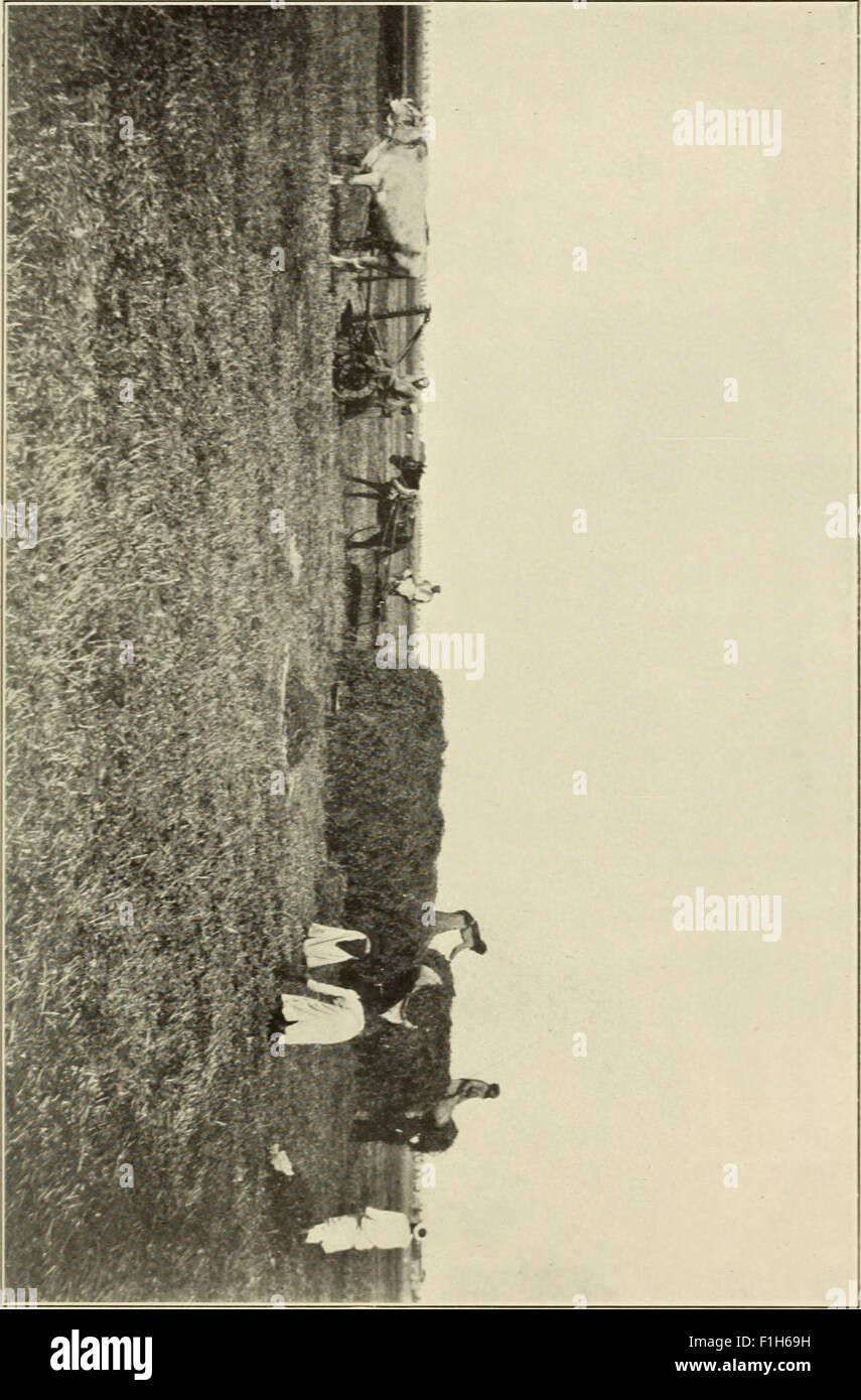 Berseem - the great forage and soiling crop of the Nile Valley (1902 ...