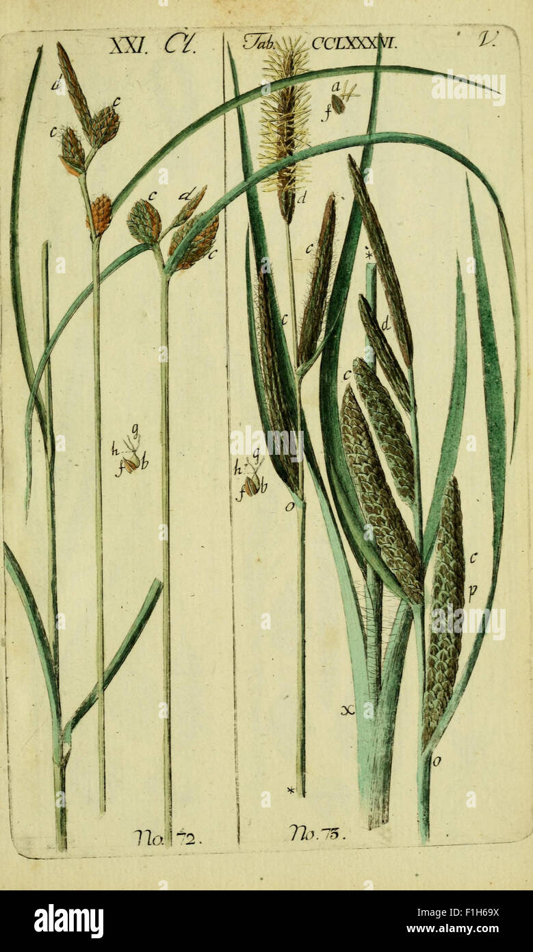 'Beschreibung und Abbildung' is a detailed work on the identification ...