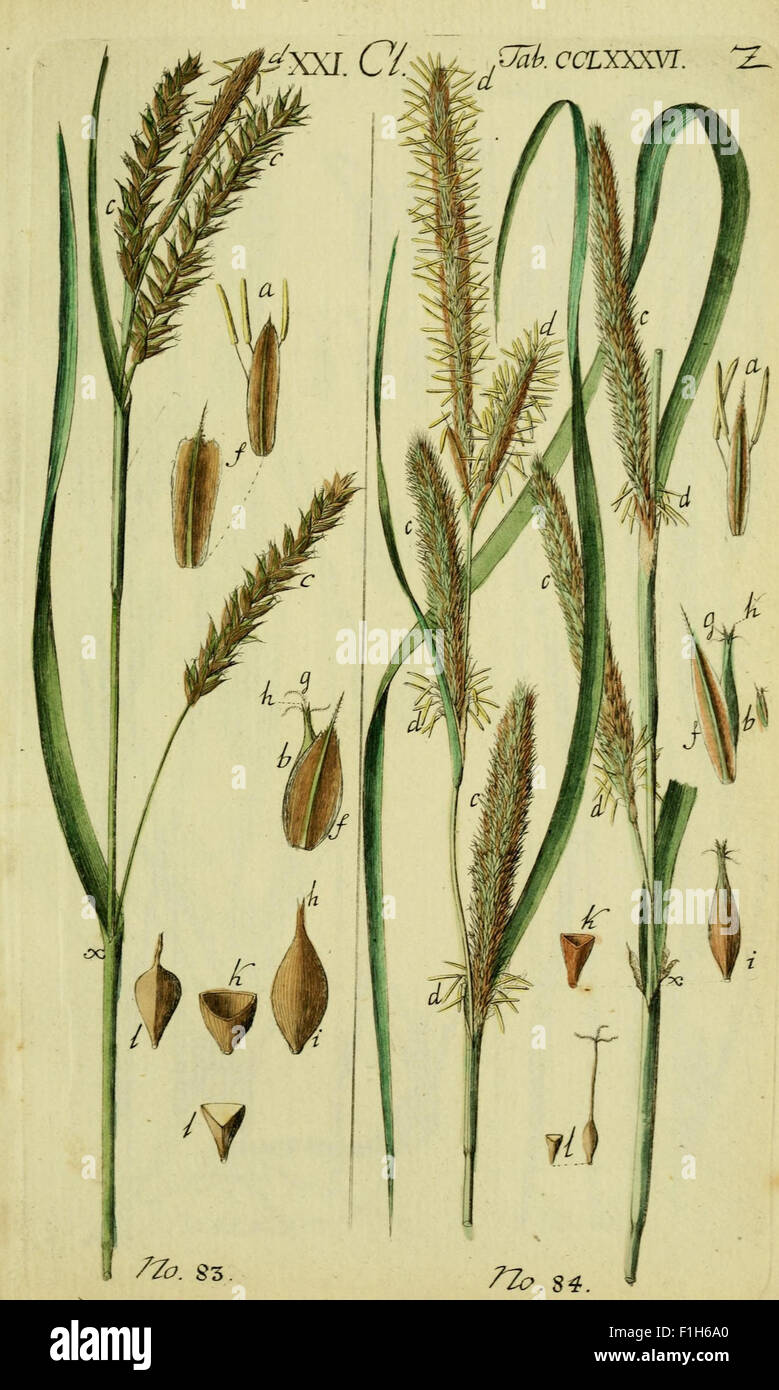 This work details and illustrates various species of sedges (Cyperaceae ...