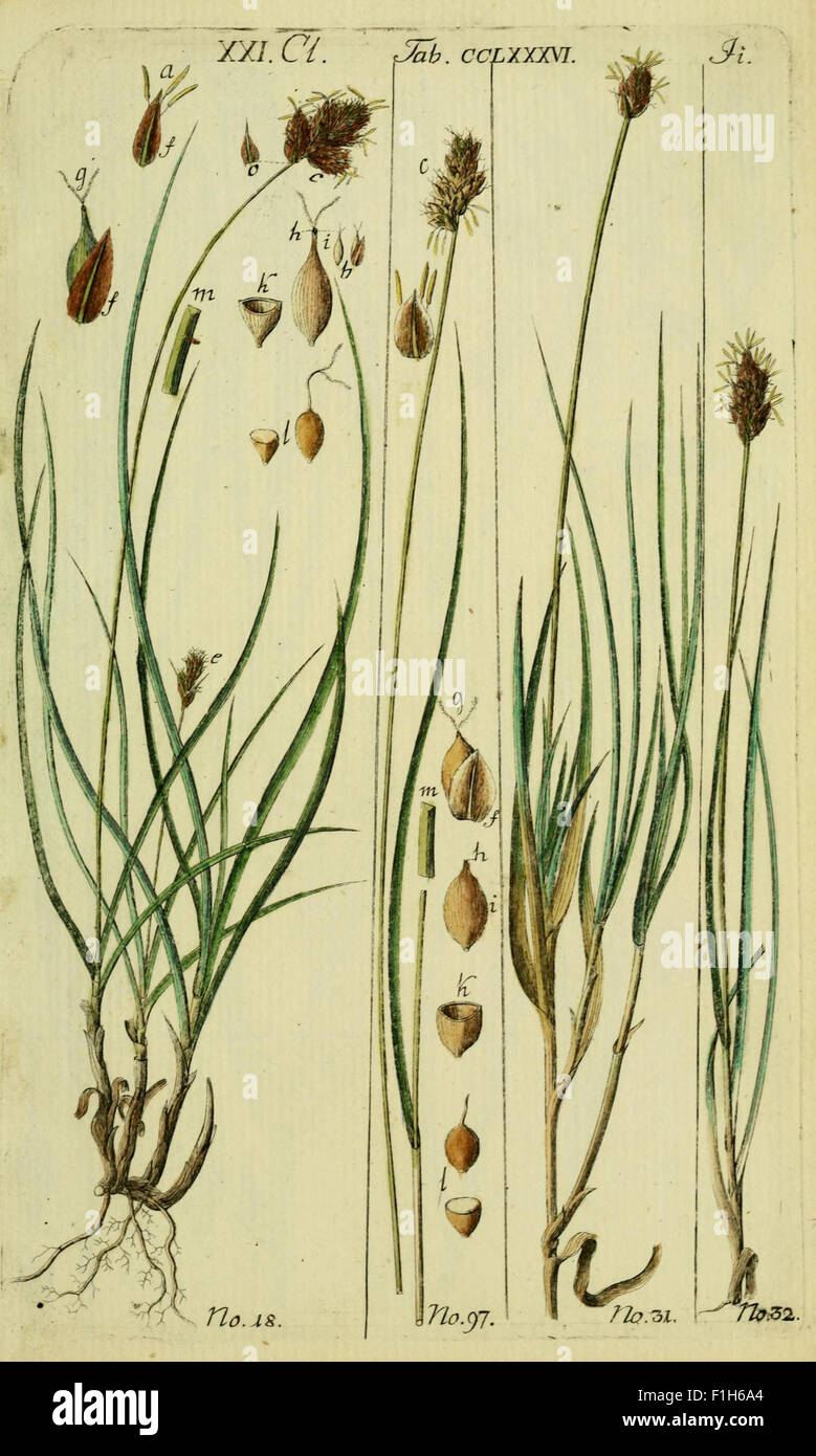 This botanical work presents a detailed description and illustrations ...