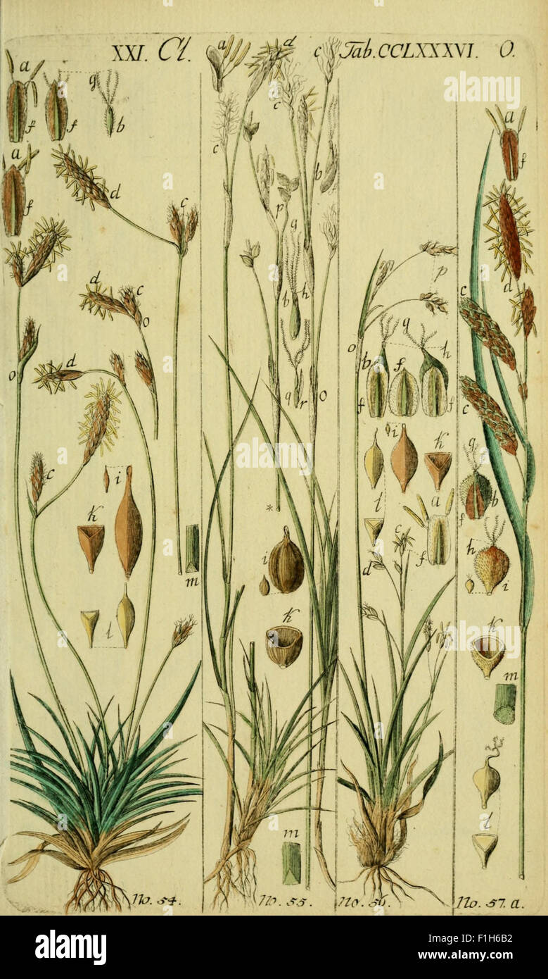This work describes and illustrates known and unknown species of sedges ...