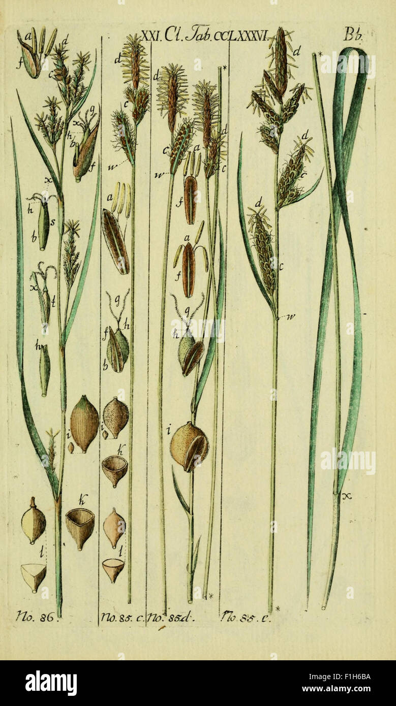 This work features descriptions and illustrations of known and newly ...