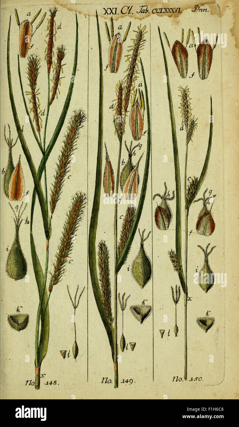 This work describes and illustrates known and newly discovered species ...