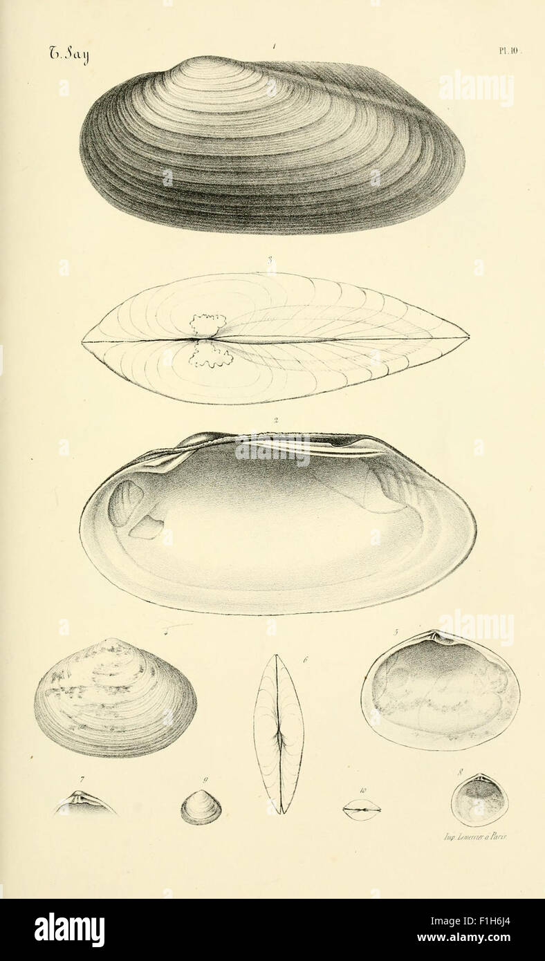 A catalog and collection focused on mollusks and shells, featuring ...