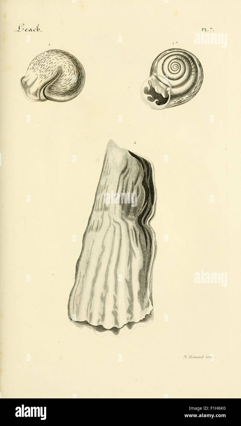 This historical work is a catalog of mollusks and shells, showcasing a ...