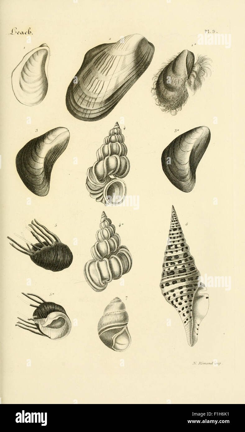 'Bibliothèque Conchyliologique' is a vintage catalog of mollusks and ...