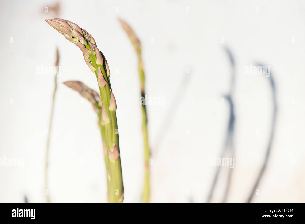 Closeup of green aspargus growing in vegetable garden Stock Photo - Alamy