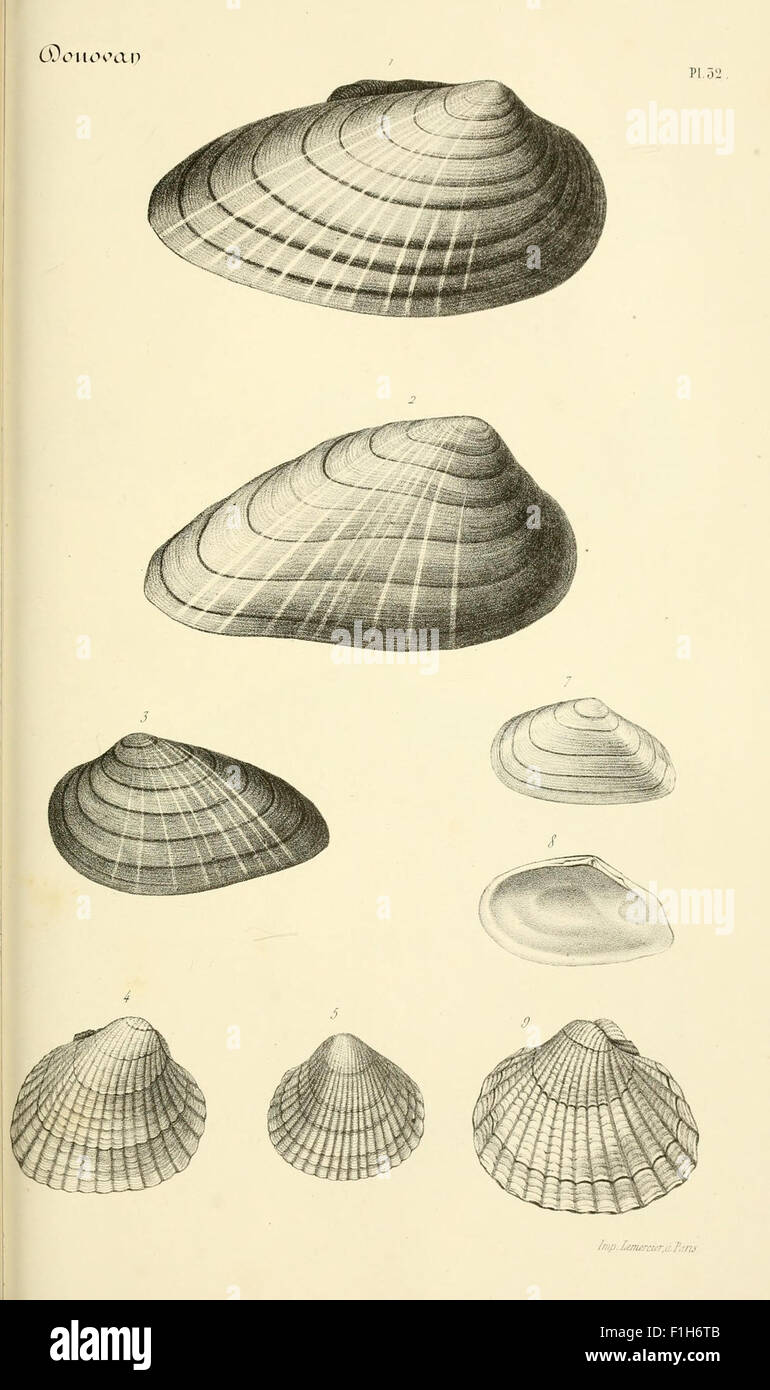 *Bibliothèque conchyliologique* is a catalog documenting the shells and ...