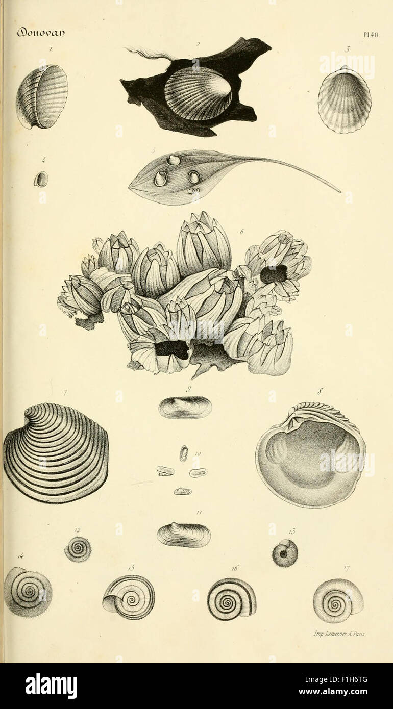 This historical work catalogues and illustrates various mollusks and ...