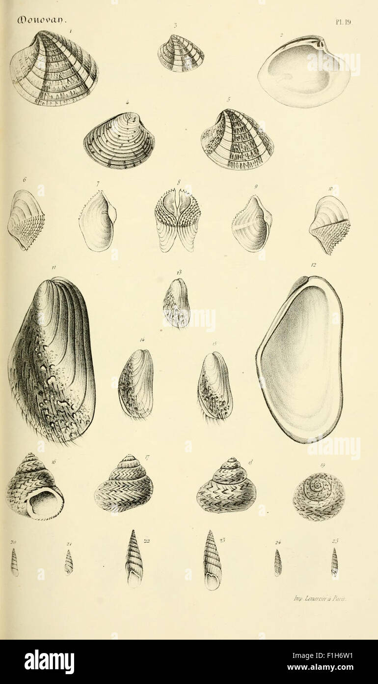 This conchological library catalog showcases a collection of mollusk ...