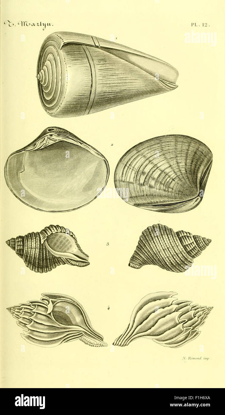 'Bibliothèque conchyliologique' (Plate 12) is a collection of detailed ...