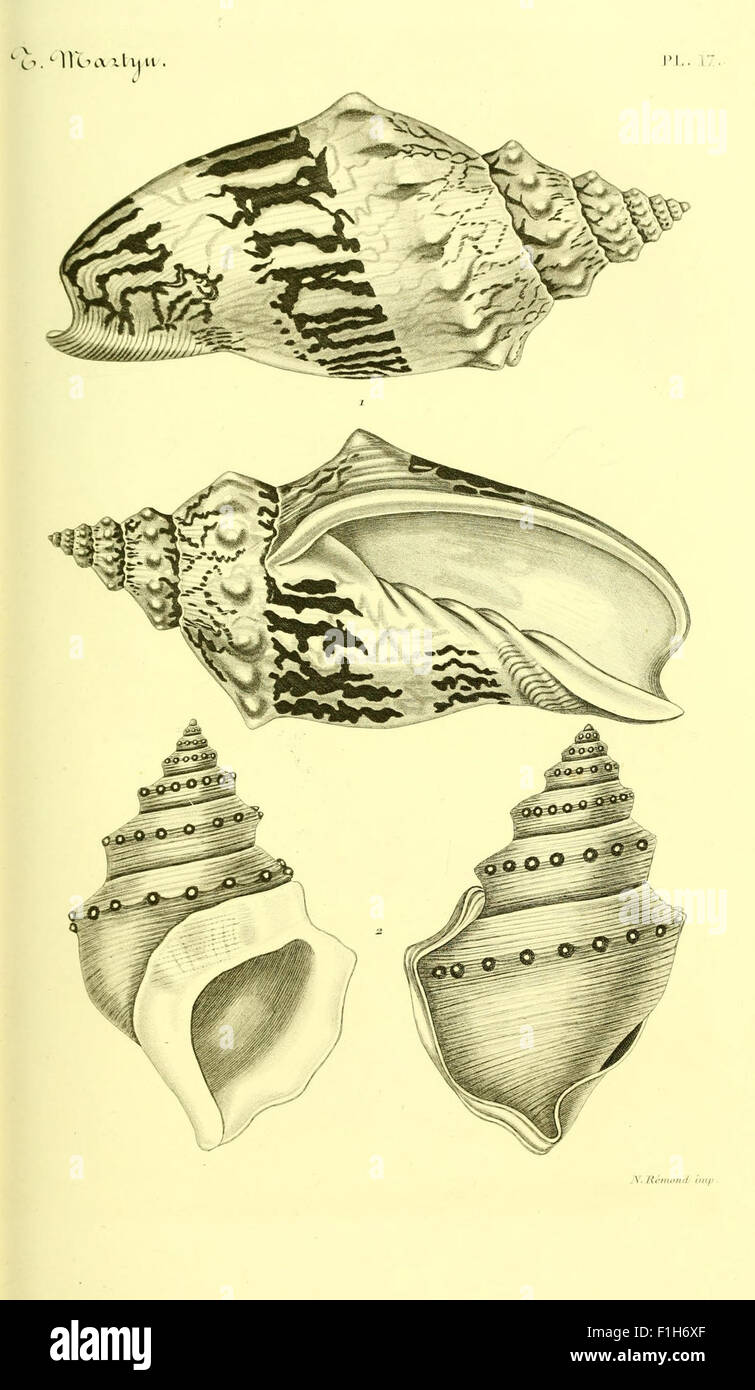 An illustrated catalog of mollusks and shells, part of the Harvard ...
