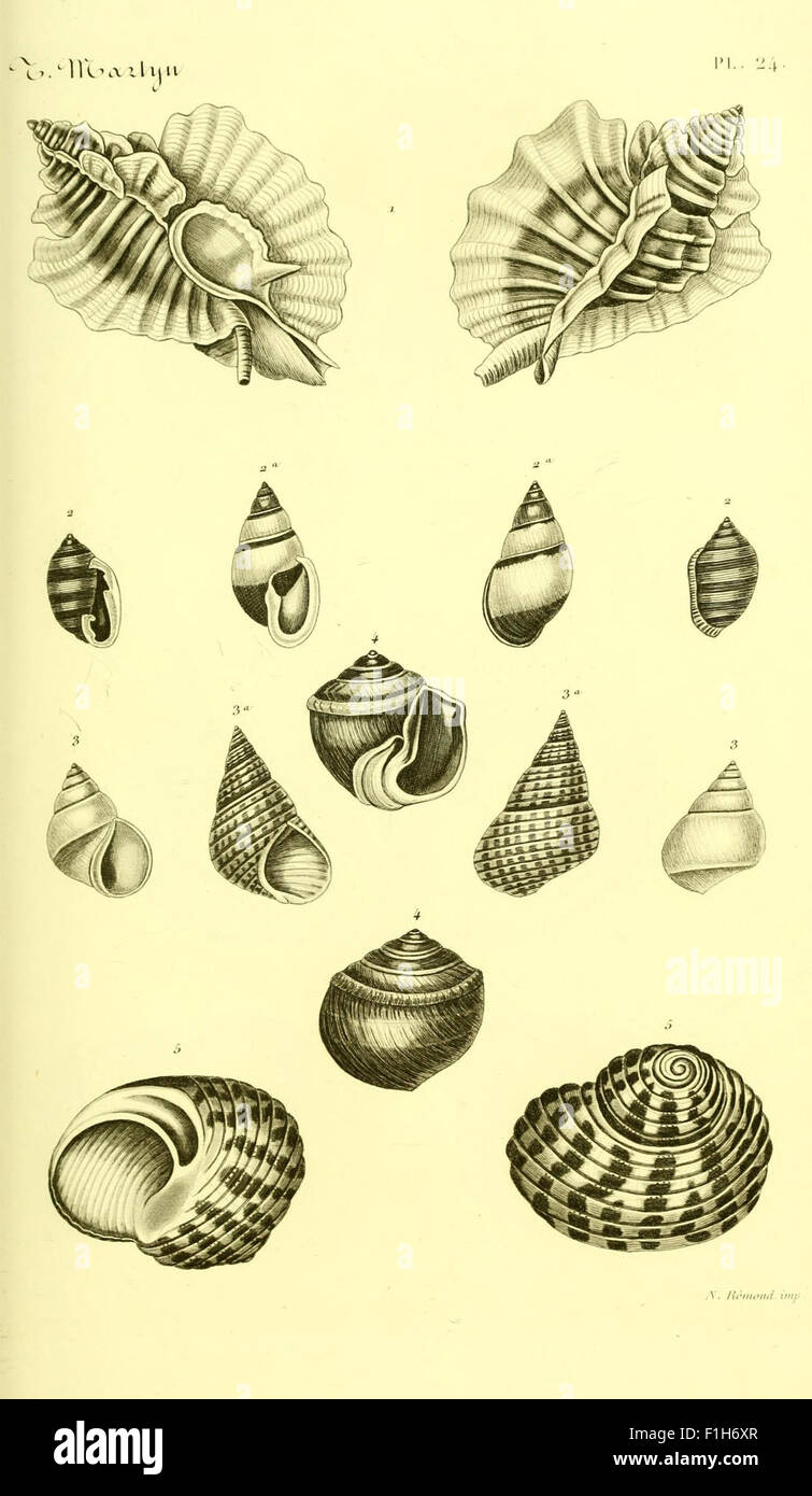 This catalog of mollusks and shells presents detailed illustrations and ...