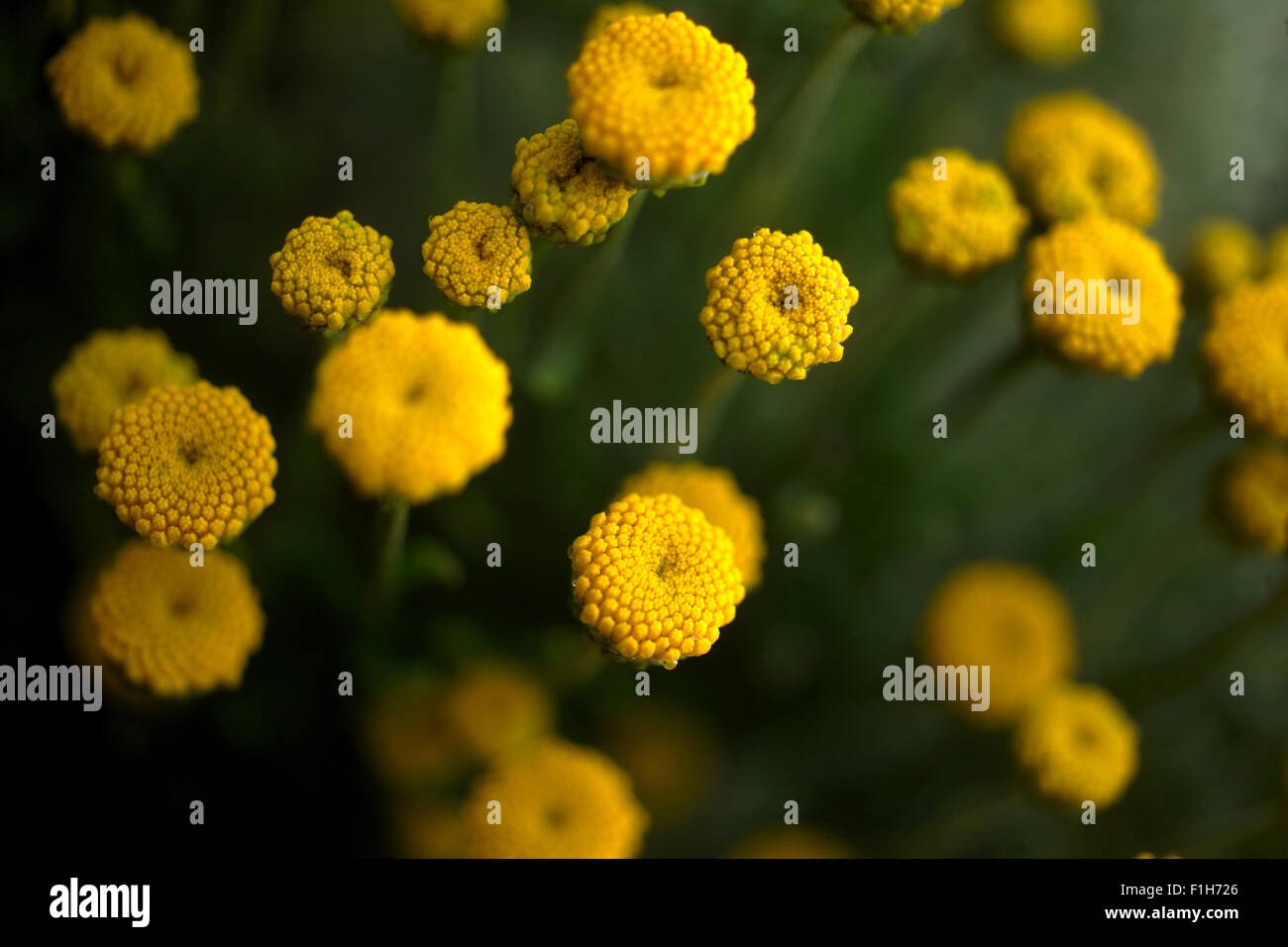 Helichrysum flower hi-res stock photography and images - Alamy