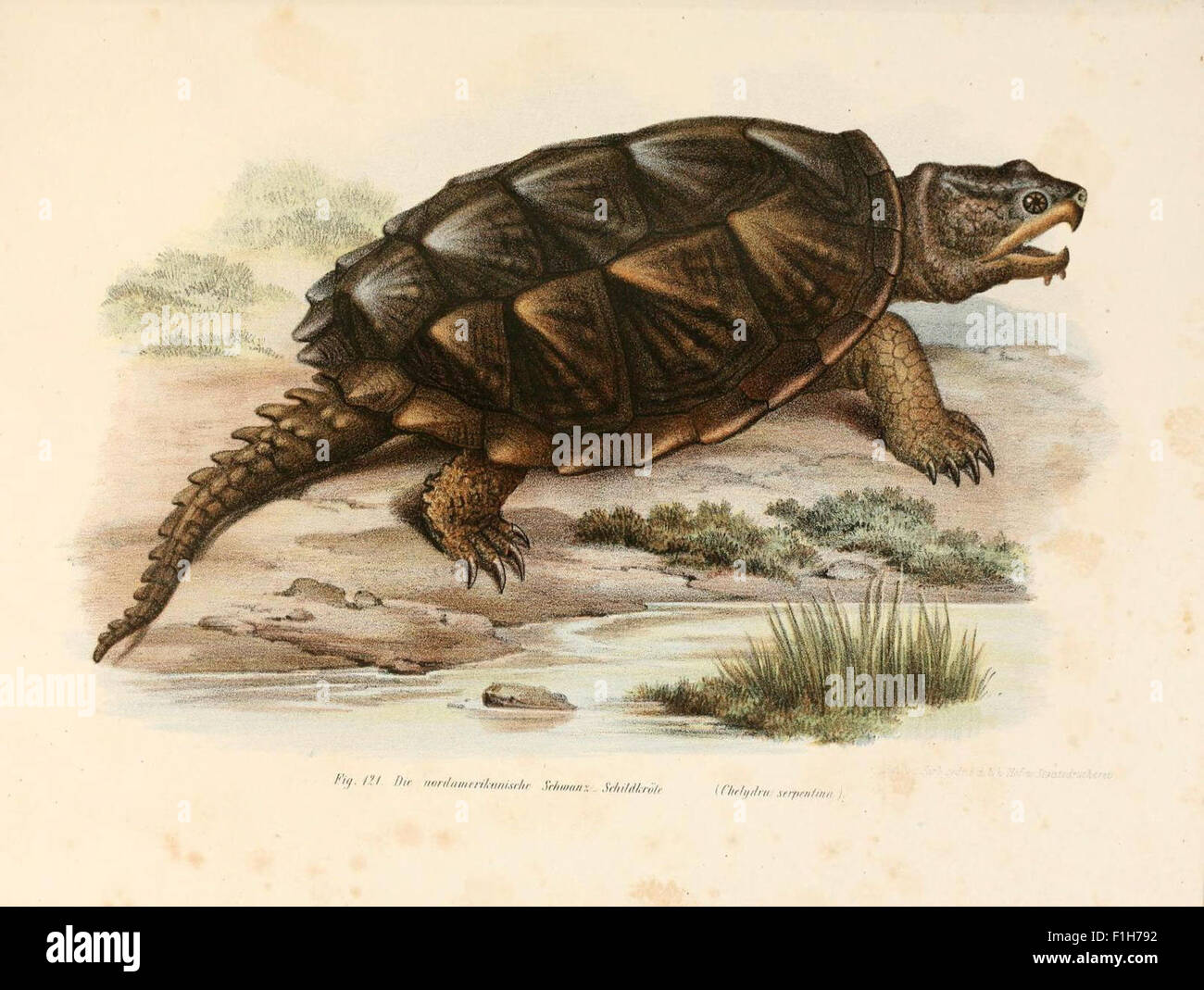 This illustrated atlas presents the scientific and popular natural ...