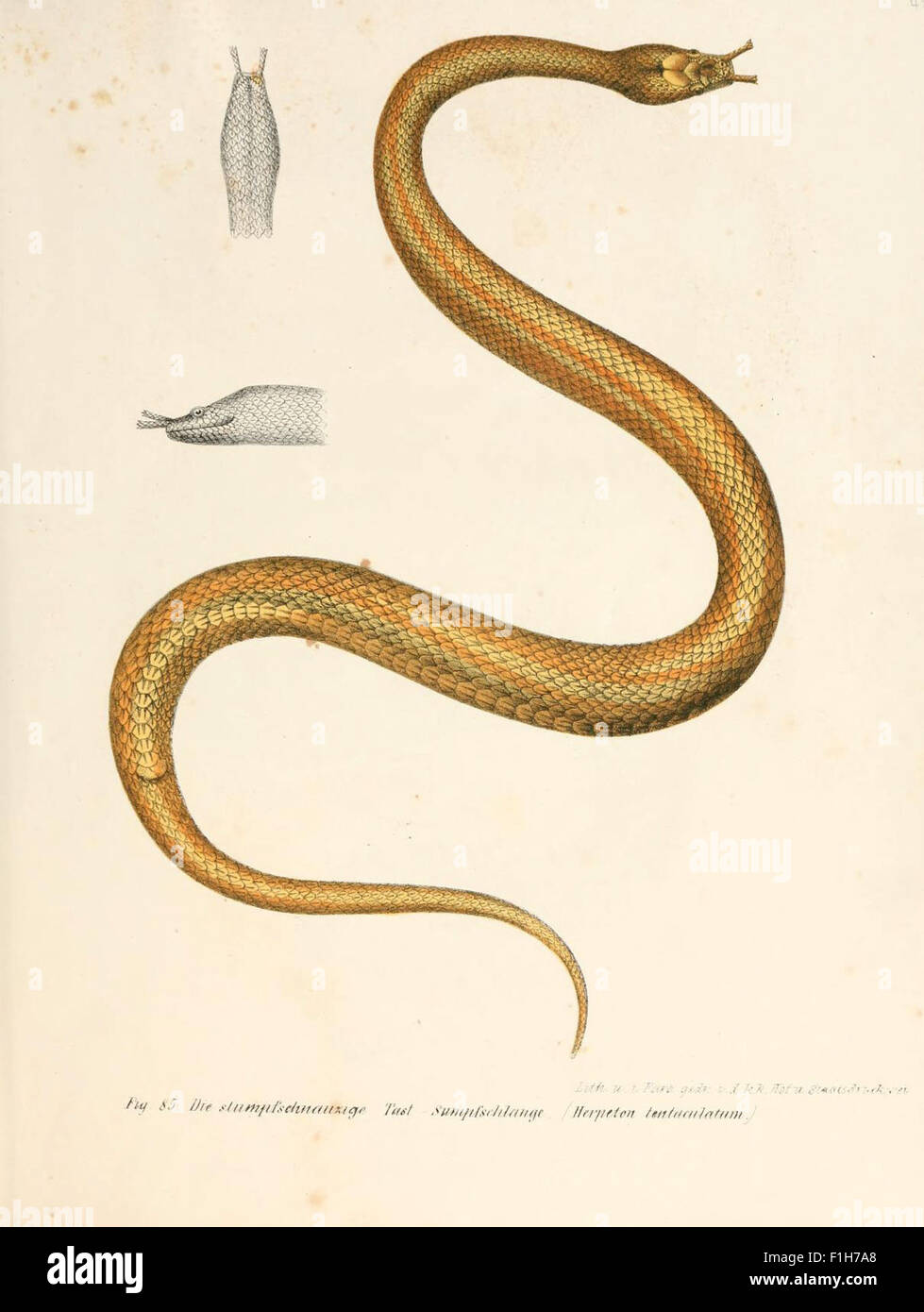 This 'Bilder-Atlas' provides a visual and scientific representation of ...