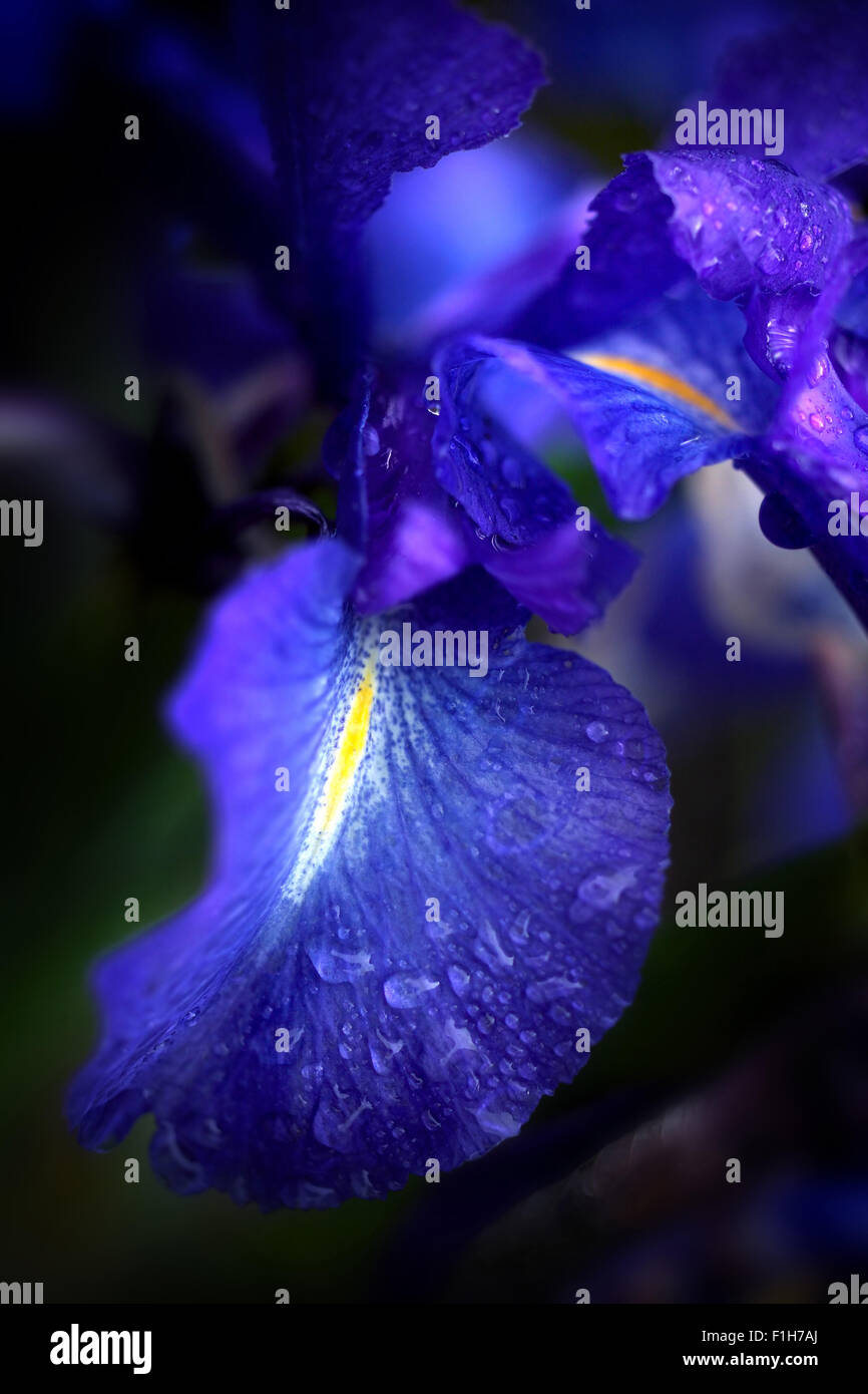 Beautiful blue iris bloom Stock Photo - Alamy
