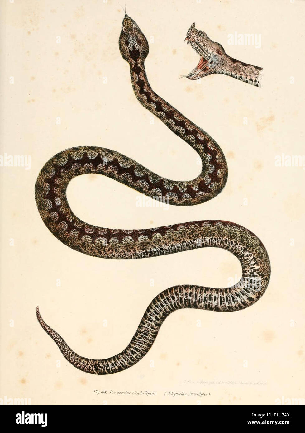This illustrated atlas focuses on vertebrate zoology, offering ...