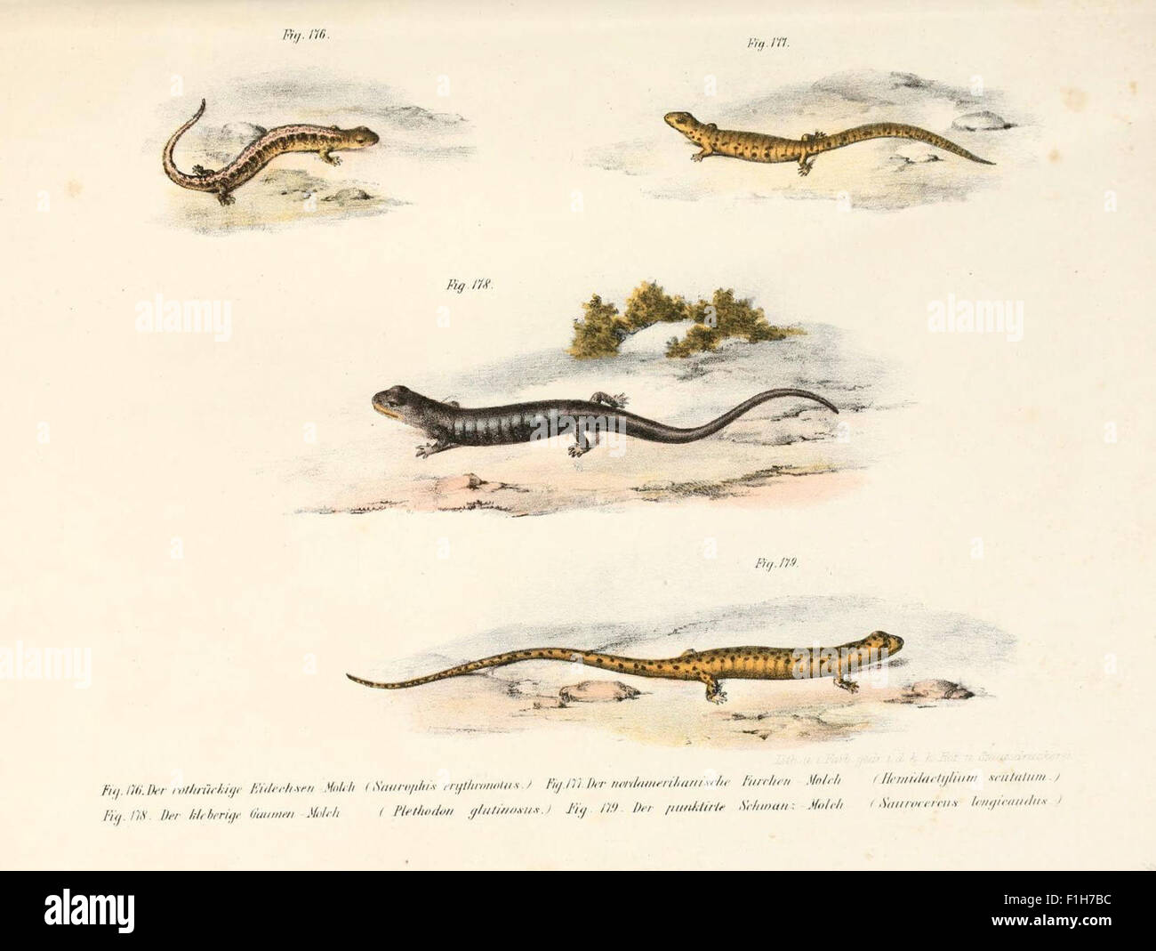 'Bilder-Atlas' is a scientific atlas focusing on the natural history of ...