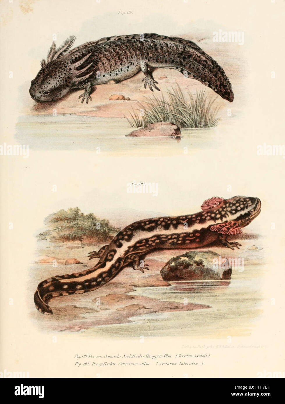 This vintage illustration from the Ernst Mayr Library at Harvard ...