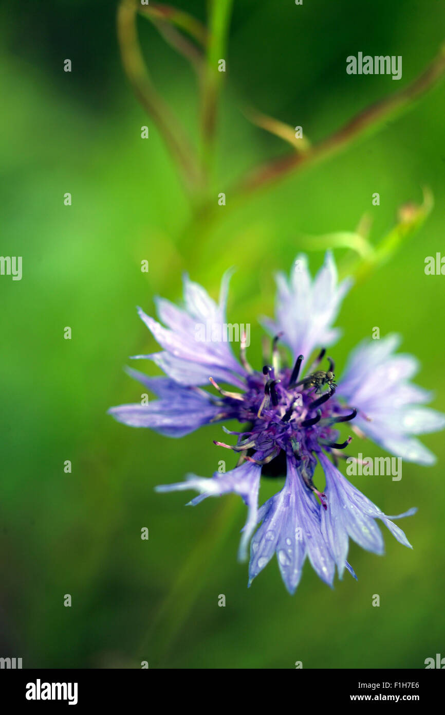 Bloom cornflower hi-res stock photography and images - Alamy