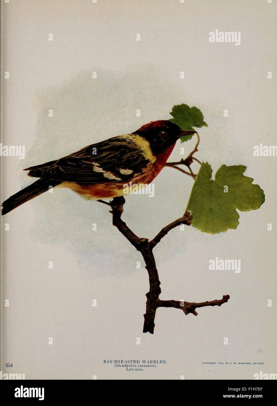 Birds and nature in natural colors Stock Photo - Alamy