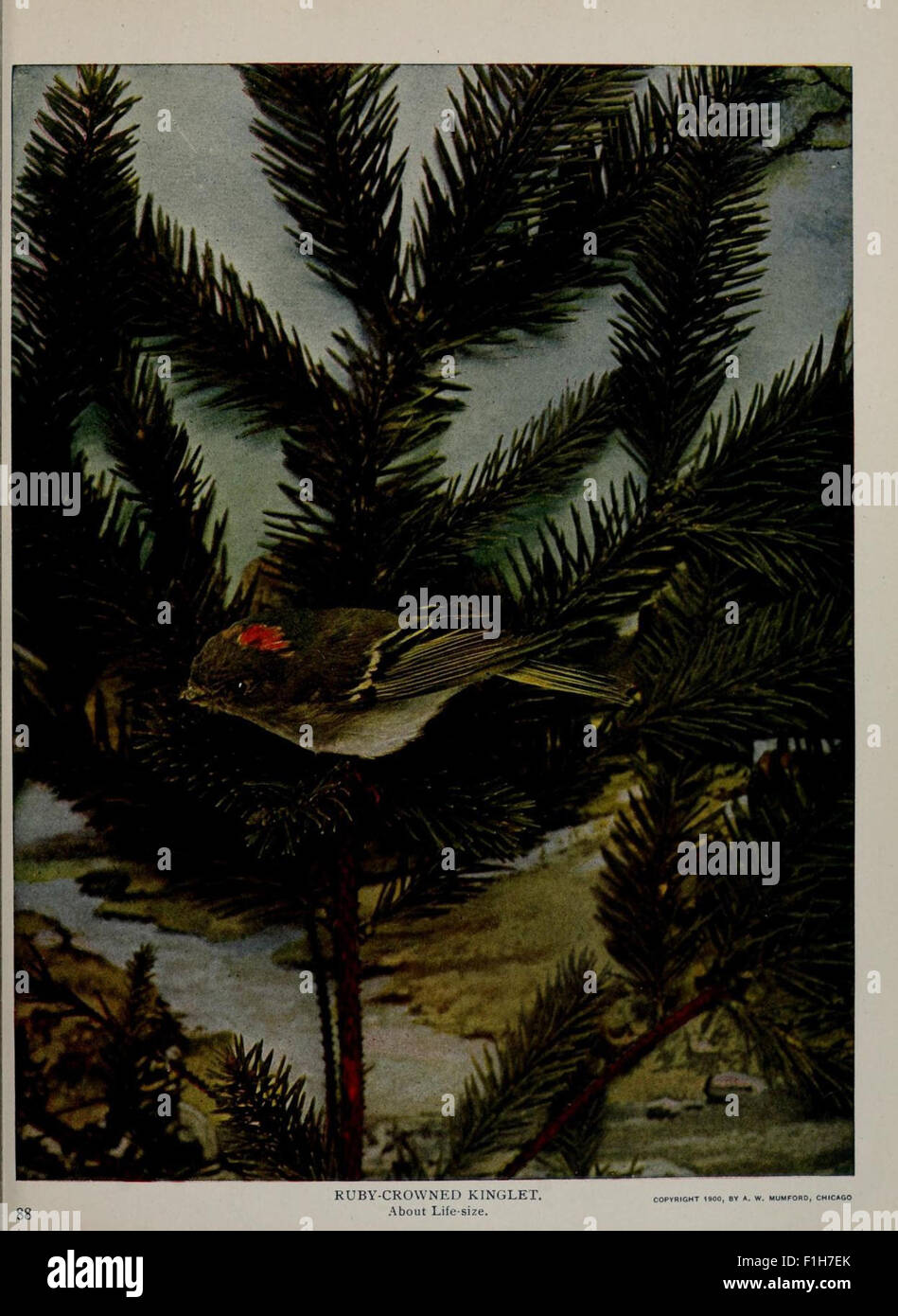 Birds and nature in natural colors Stock Photo - Alamy