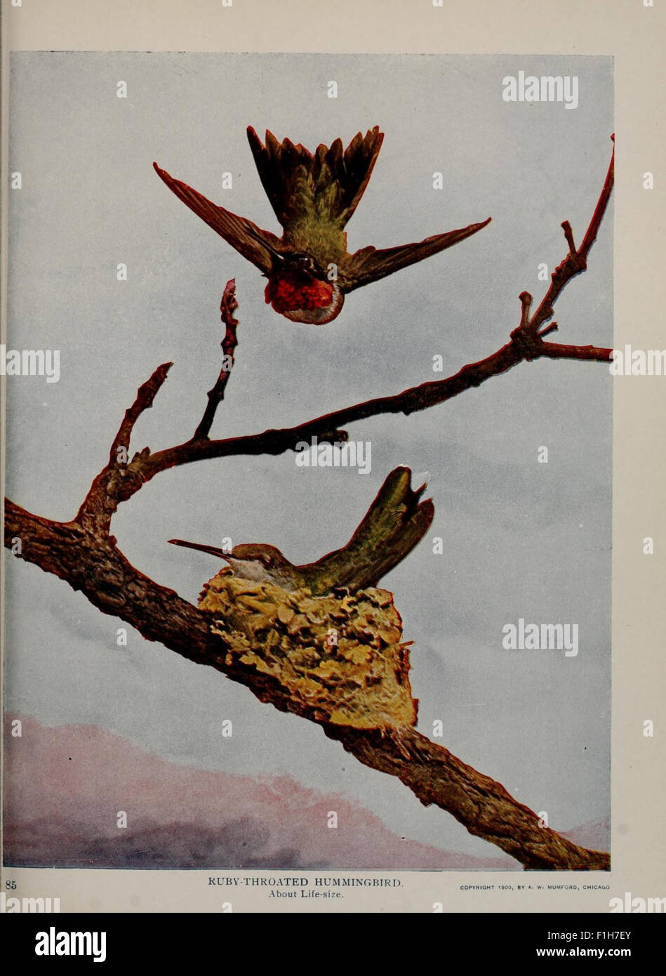 'Birds and Nature in Natural Colors' is a collection of detailed ...