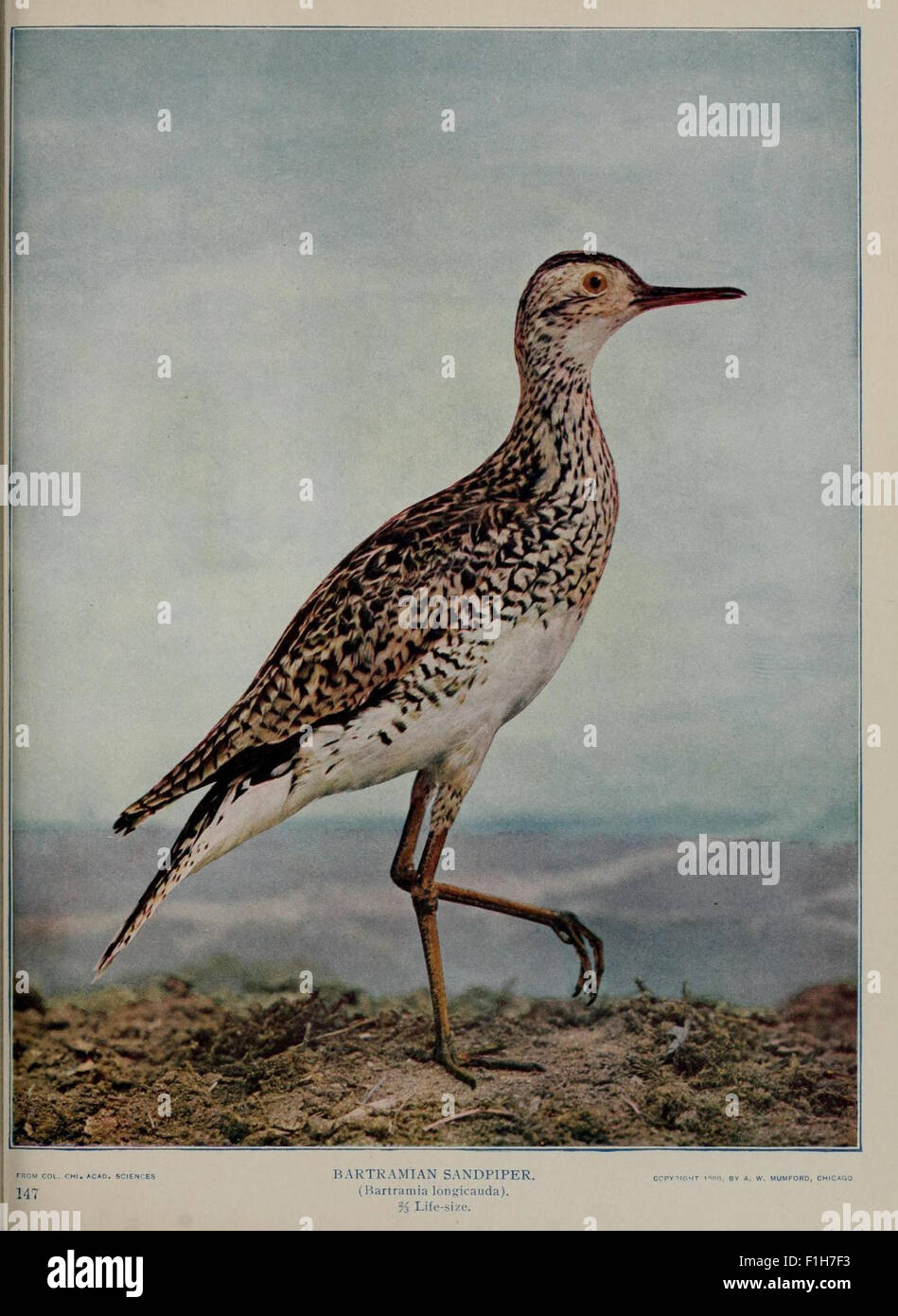 This illustrated work features birds and other nature subjects depicted ...