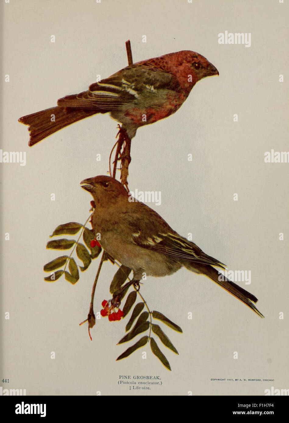 Birds and nature in natural colors Stock Photo - Alamy