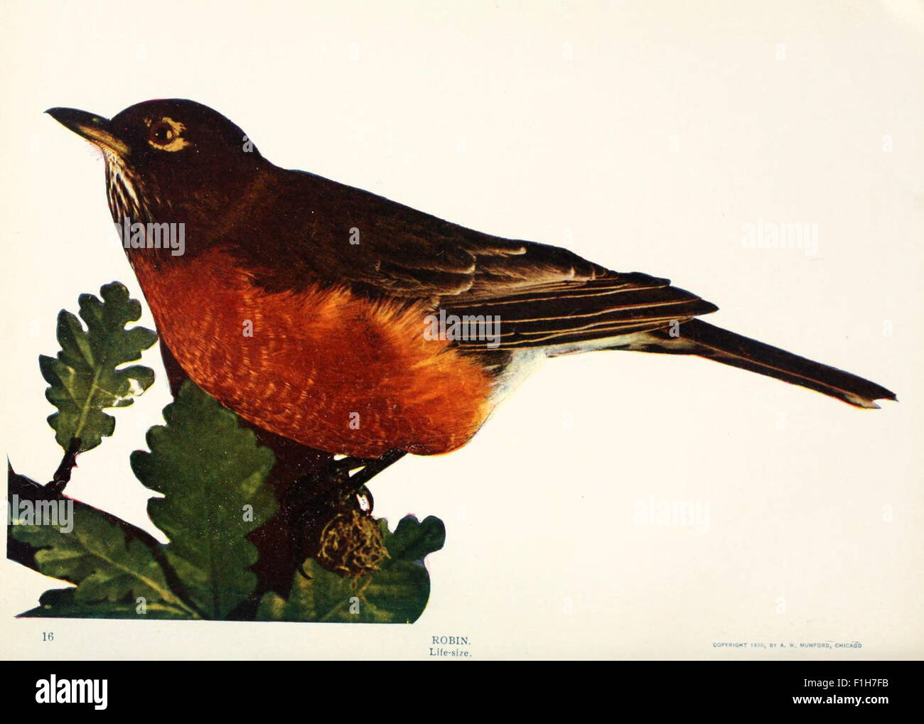 This illustrated work features birds and nature, showcasing vibrant ...