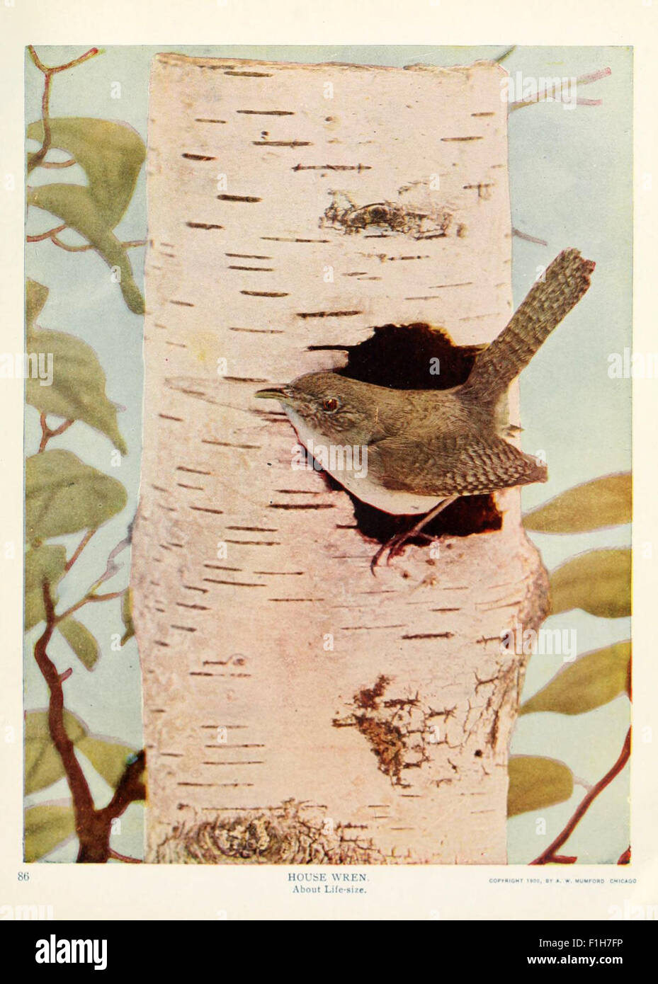 Birds and nature in natural colors (Plate 19 Stock Photo - Alamy