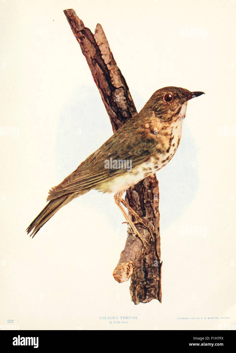 'Birds and Nature in Natural Colors' offers vibrant illustrations of ...