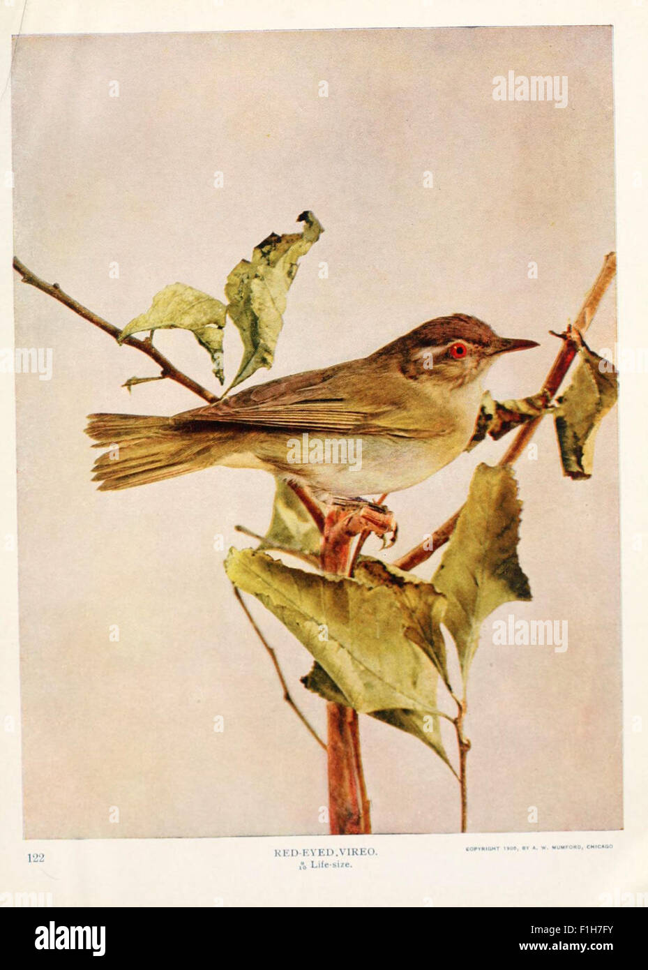 Birds and nature in natural colors (Plate 23 Stock Photo - Alamy