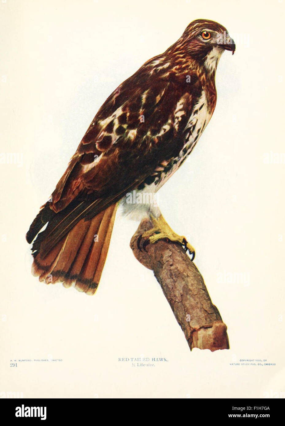 'Birds and Nature in Natural Colors' is a visual work showcasing North ...