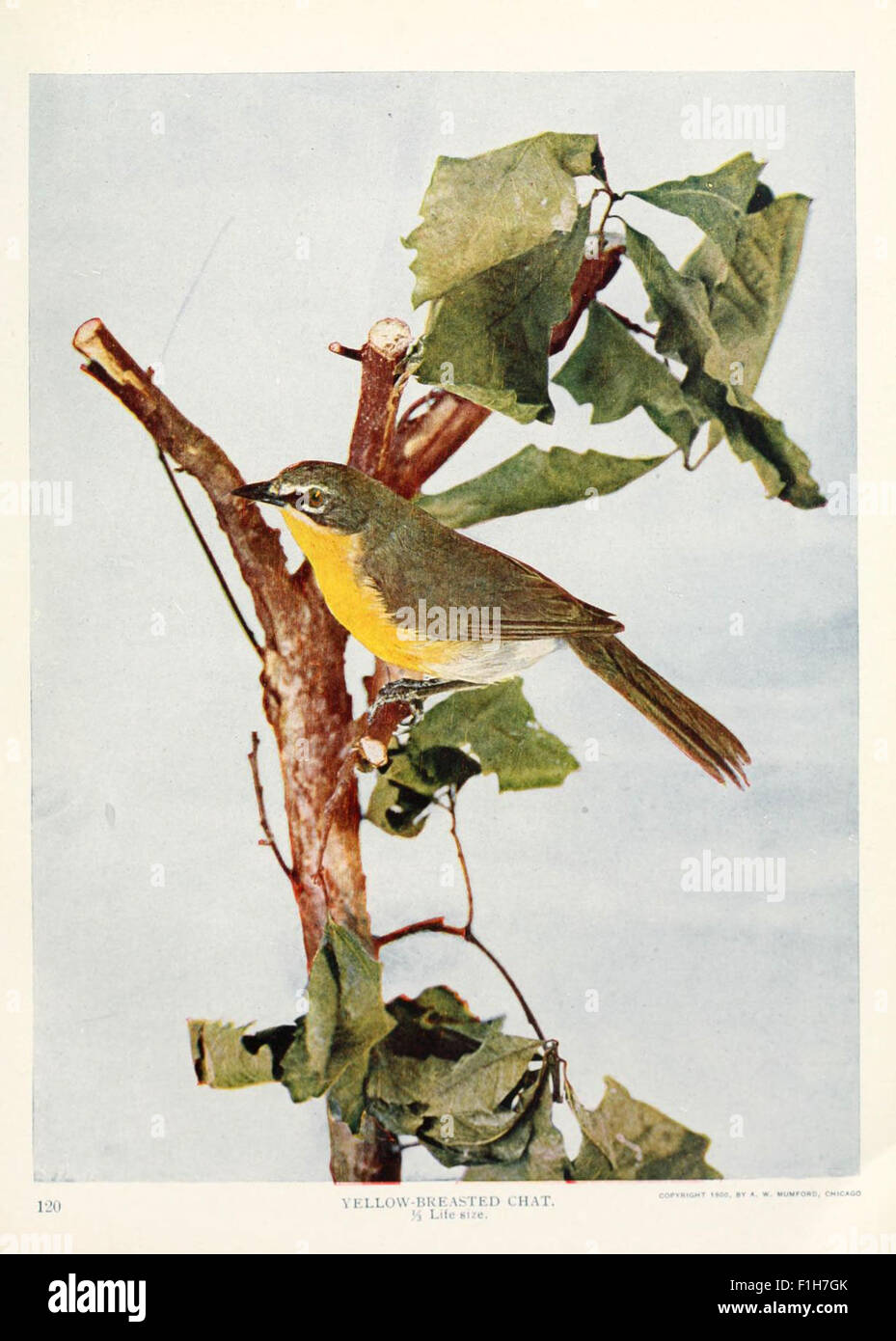 Birds and nature in natural colors (Plate 37 Stock Photo - Alamy