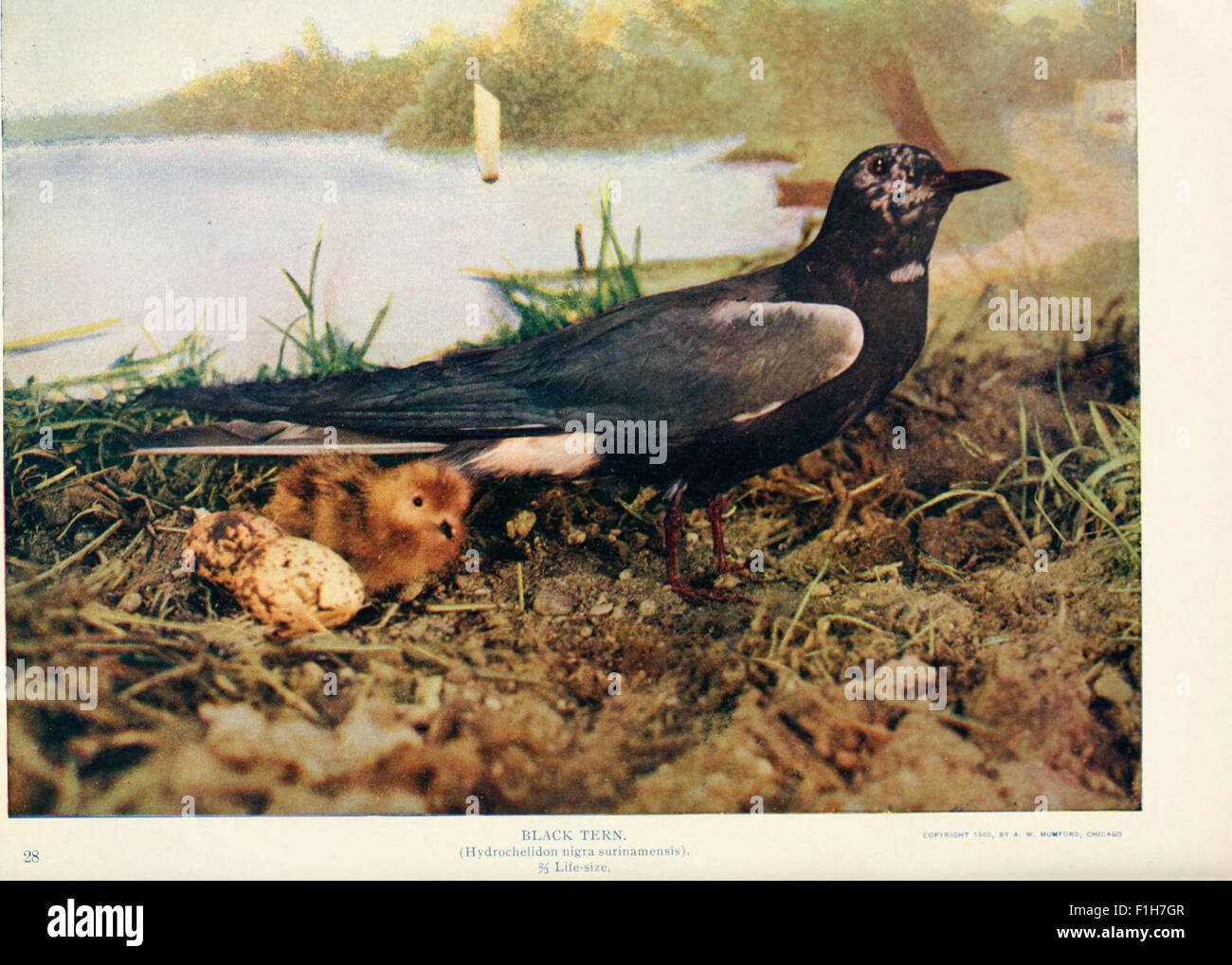 *Birds and Nature in Natural Colors* (Plate 39) features a detailed ...