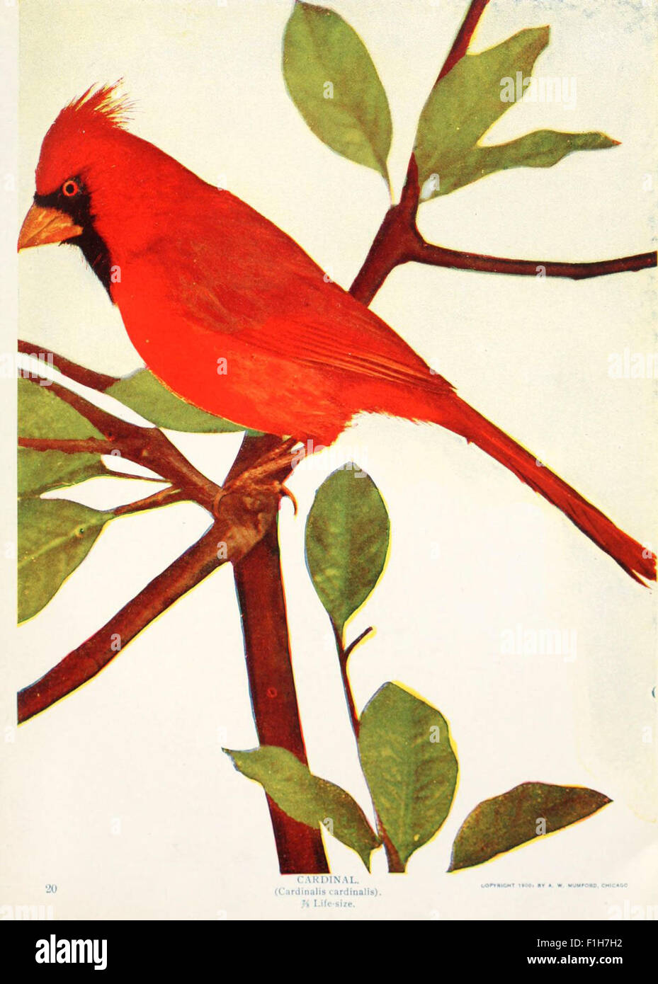 'Birds and Nature in Natural Colors' offers a vibrant illustration of ...