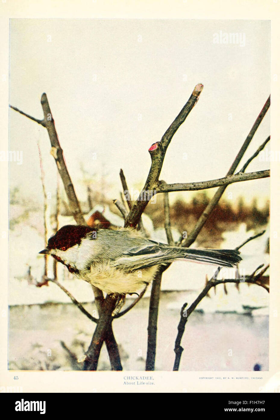 Birds and nature in natural colors (Plate 6 Stock Photo - Alamy