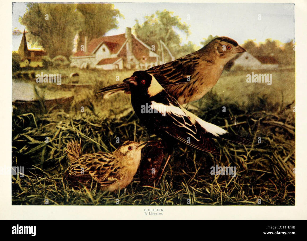 'Birds and Nature in Natural Colors (Plate 7)' is a vintage ...