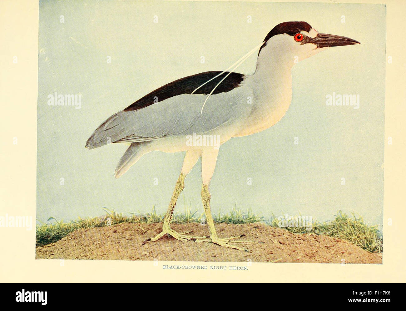 This work explores the predatory and prey behaviors of birds ...