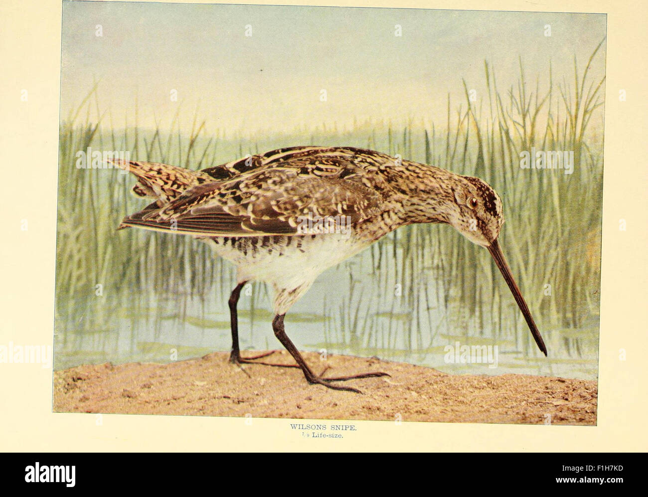 'Birds that Hunt and are Hunted' explores the predatory behaviors and ...