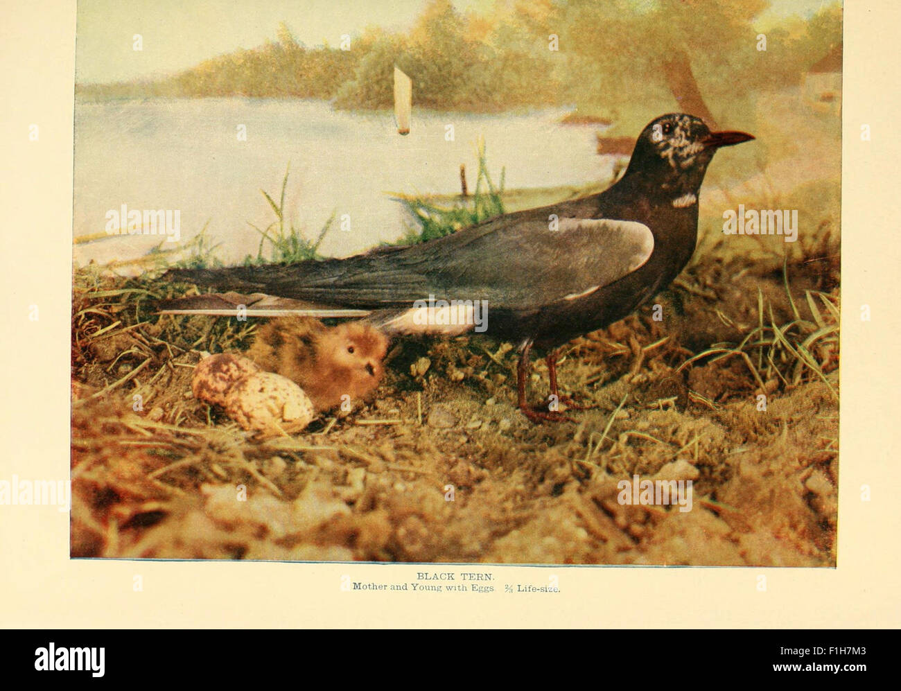 'Birds that Hunt and Are Hunted' explores predatory birds and those ...