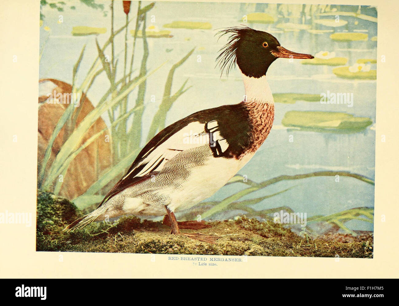 'Birds that Hunt and Are Hunted' is a work focusing on the predatory ...
