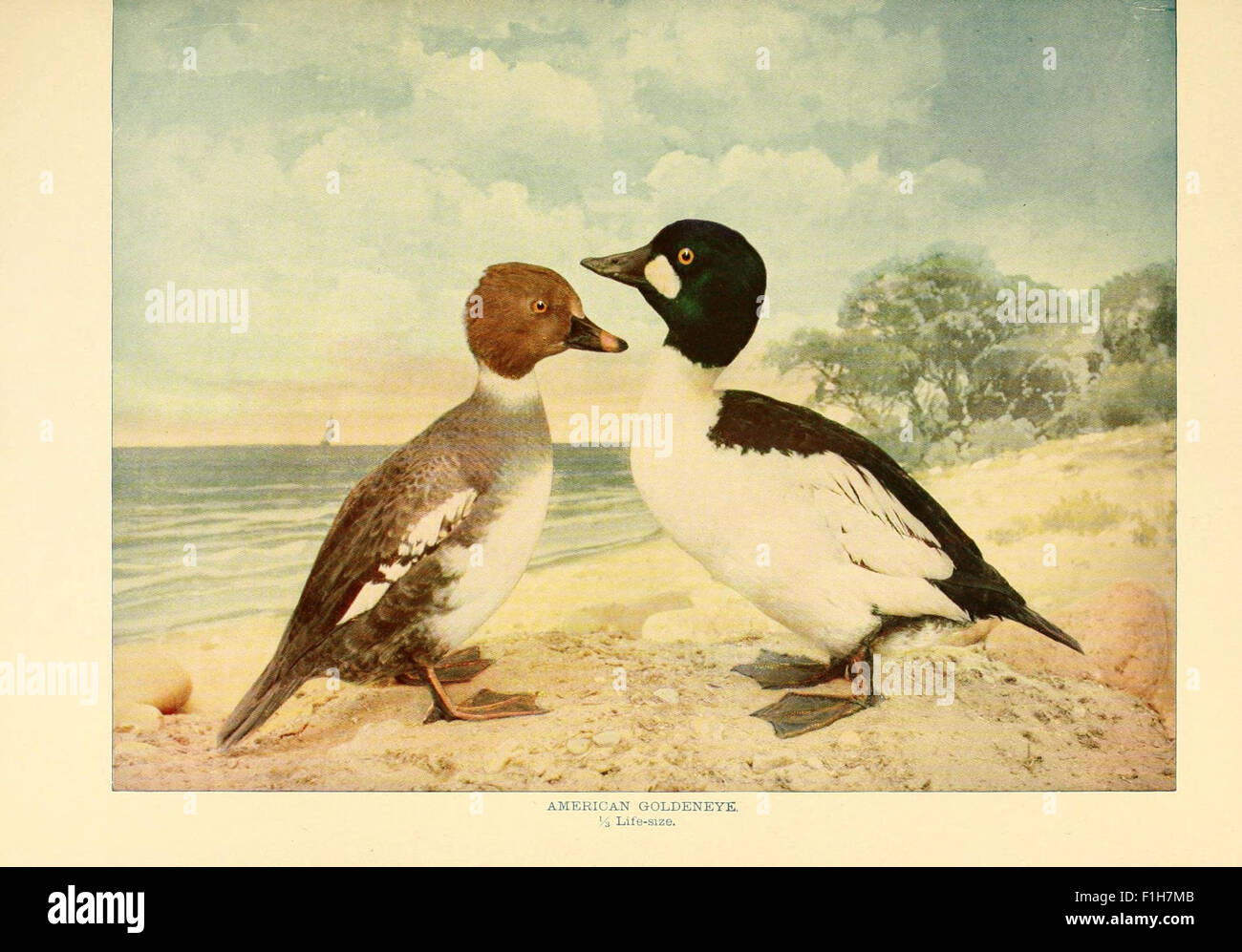 'Birds That Hunt and Are Hunted' examines bird species that both prey ...