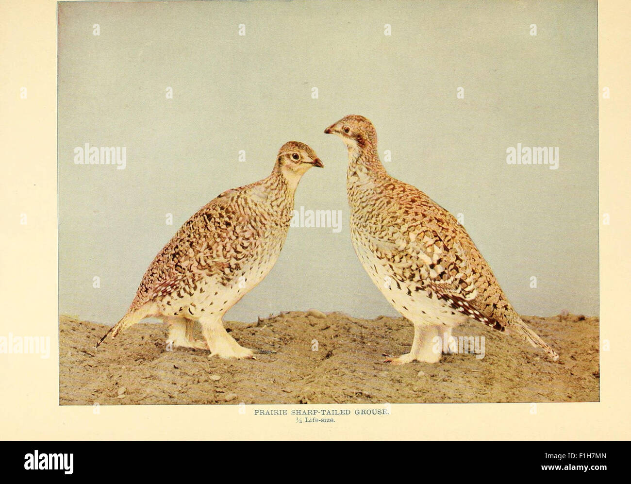 'Birds that Hunt and Are Hunted' explores the predatory and defensive ...