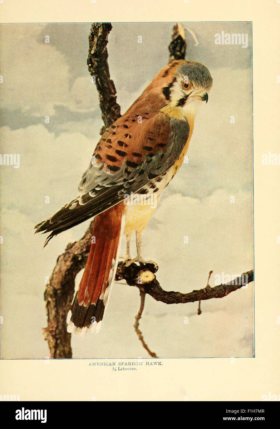 This work focuses on bird species that engage in predatory behavior or ...