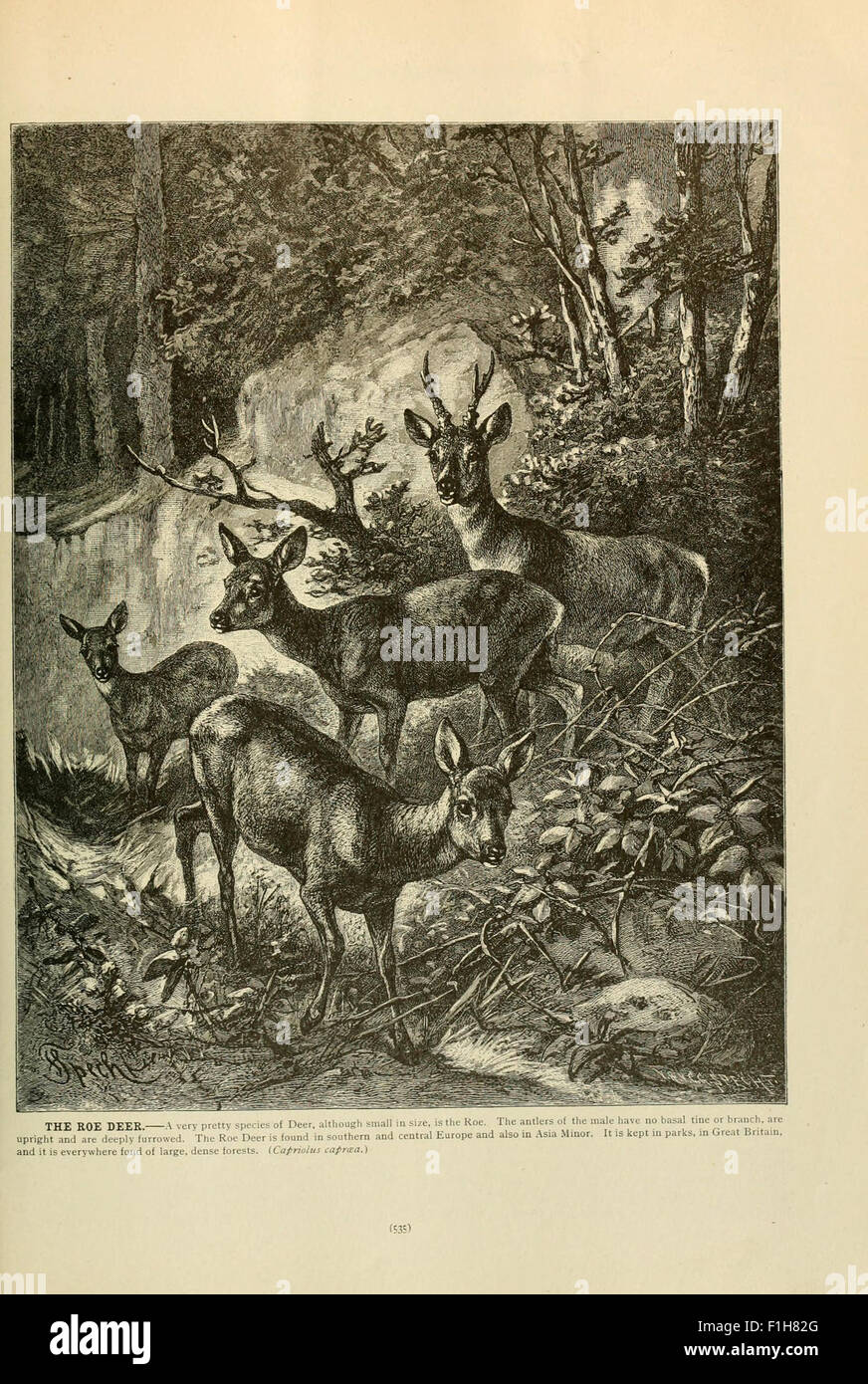 Brehm's Life of animals (Page 535 Stock Photo - Alamy