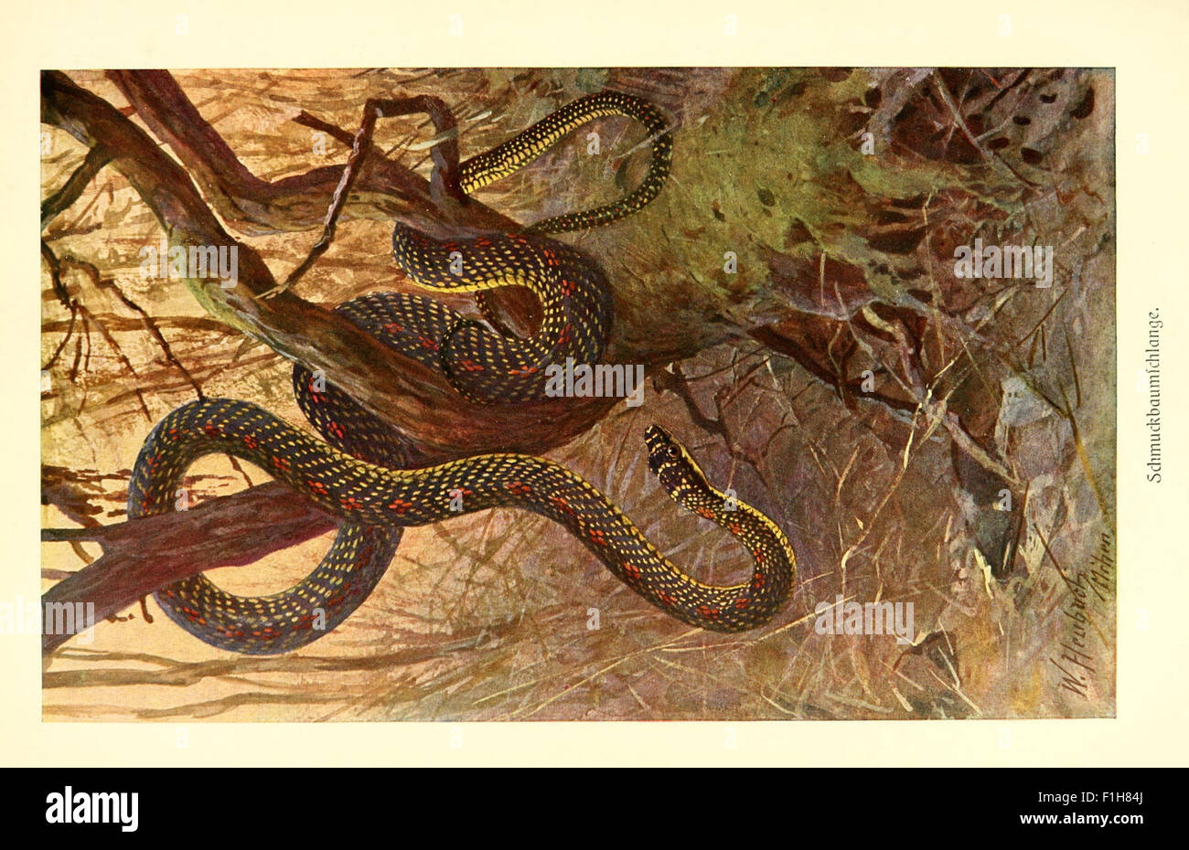 An illustration from 'Brehm's Tierleben,' depicting the ornamental tree ...