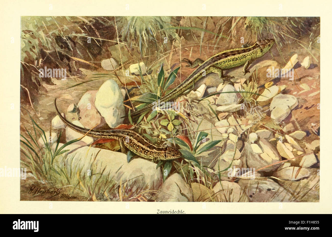 *Brehms Tierleben* (Plate: Zauneidechse) is part of the renowned German ...